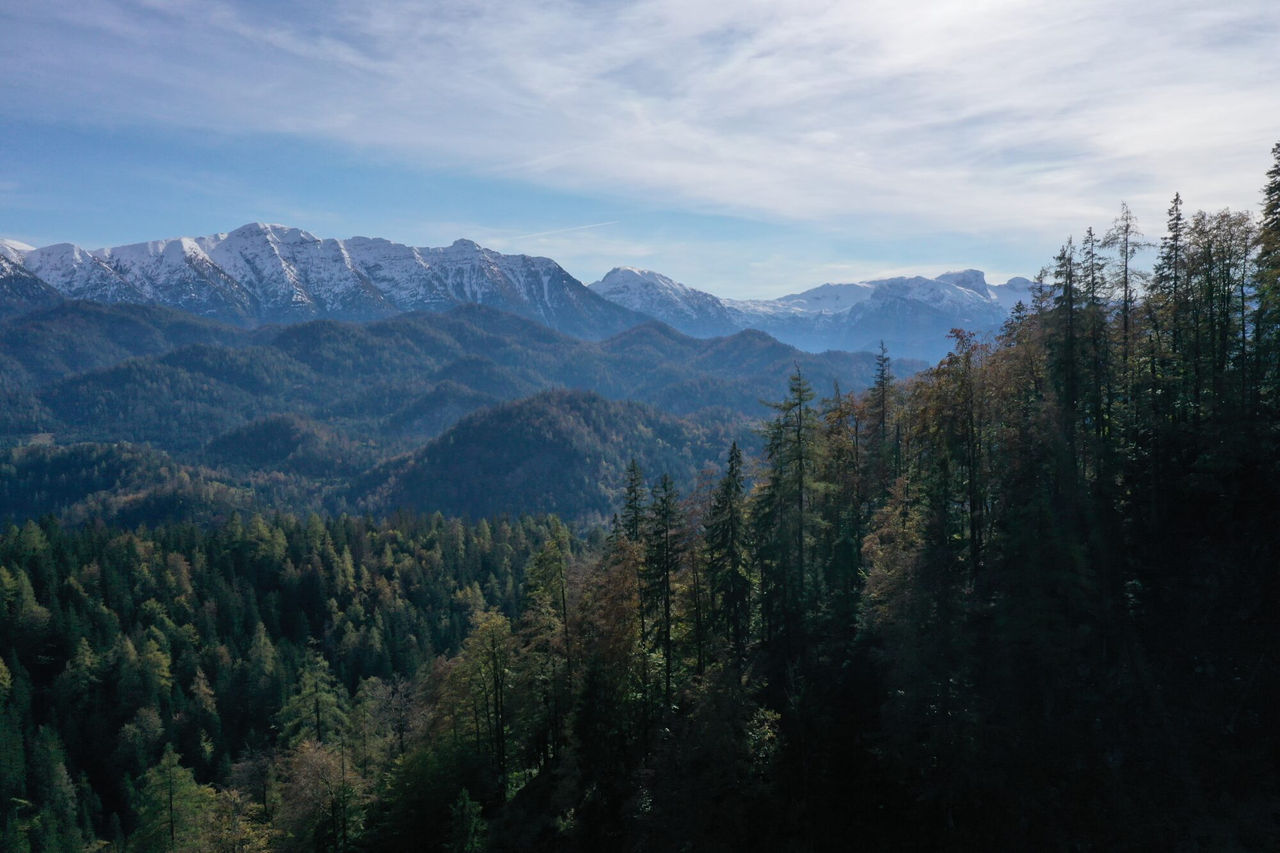 Der Rothwald: Österreichs letzter Urwald